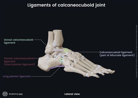 Calcaneocuboid Joint Anatomy App