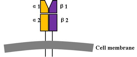 Molecular Structure Of Mhc Class Ii Mhc Class Ii Molecule Has An Download Scientific Diagram