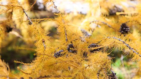 가 푸른 맑은 하늘의 배경에 아름다운 노란색 자작 나무 잎과 낙엽송 나무의 가지 자연 배경 텍스트를 삽입할 배치합니다 0명에 대한 스톡 사진 및 기타 이미지 Istock