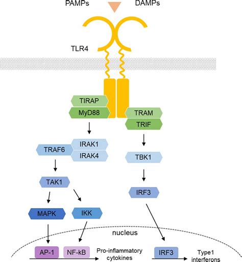 Tlr4 Signaling Pathways Myd88 Dependent And Independent Downstream Download Scientific Diagram