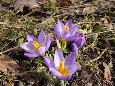 12 NÄdal 20 3 2023 26 3 2023 Jõgeval Ja Selle ümbruses Looduskalender Ee