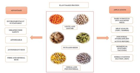 Plant Based Proteins Sustainable Alternatives Read Full Article At… Thripthi Krishna Mohan
