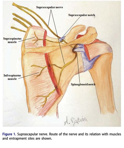 Suprascapular Nerve