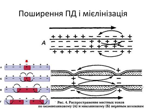 Будова фізіологія та еволюція нервової системи презентация онлайн