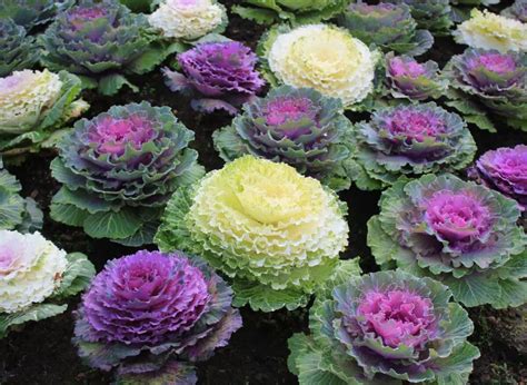 Do Brassica Plants Flower Yes And Heres How To Make Them Flower