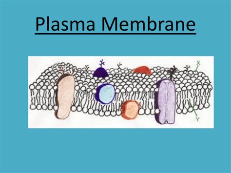 Plasma Membrane Structure And Function Cell Biology Presentation