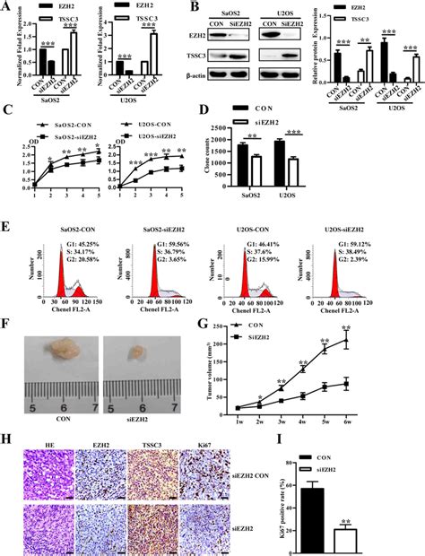 Ezh2 Knockdown Inhibits Cell Growth Of Osteosarcoma In Vitro And In Download Scientific Diagram