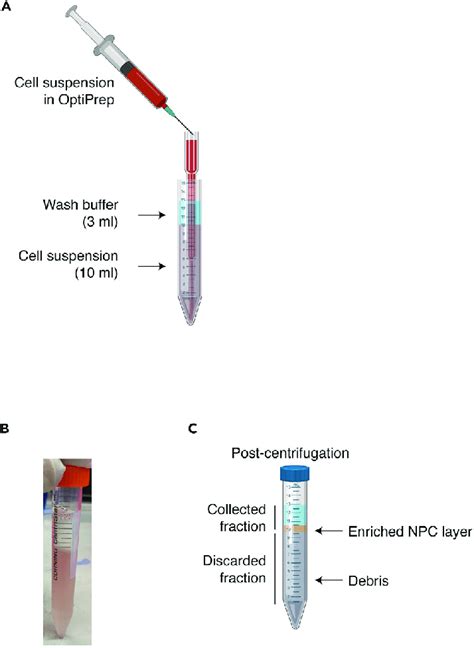 Setup Of The Optiprep Density Gradient A Depiction Of How To Set Up