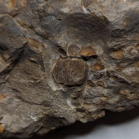 Tiny Microbrachiid Placoderm From China Member Collections The