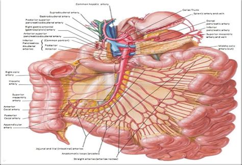Superior Mesenteric Artery
