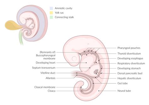 Cloacal Membrane Development