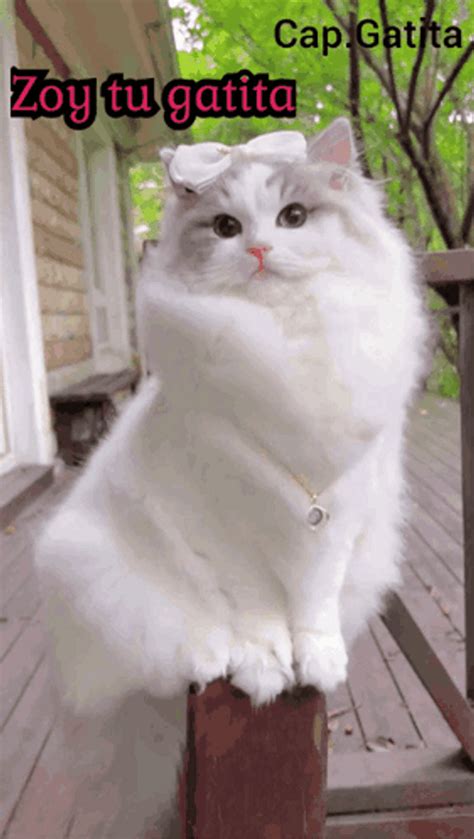 Rag Doll Cute Cat 
