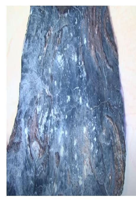 [solved] Fossil Identification Common Name Geologic Range Phylum How