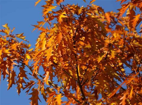 Trees With Brilliant Red Autumn Leaves