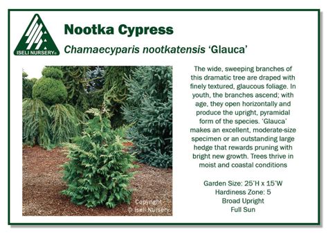 Chamaecyparis Nootkatensis Glauca