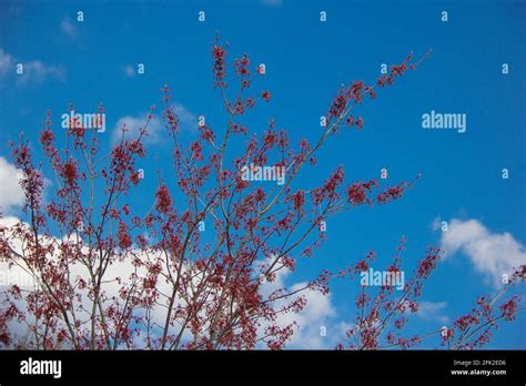 Red Leaves On A Tree Stock Photo Alamy