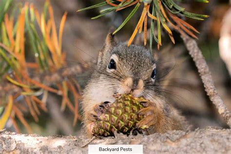 Why Squirrels Cant Stay Away From Pine Cones And What To Do About It