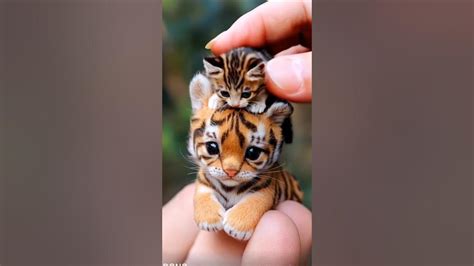 귀여운 호랑이와 아기고양이 Youtube