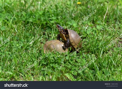 Turtle Porn Images Stock Photos D Objects Vectors Shutterstock