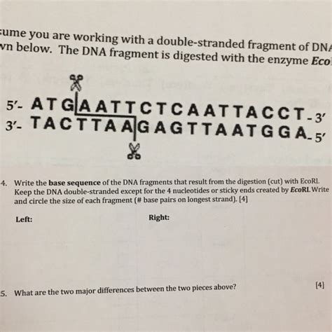 solved write the base sequence of the dna fragments that