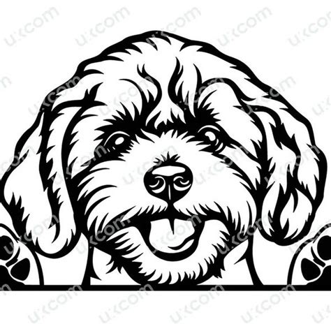 Cavapoo Svg Png Etsy
