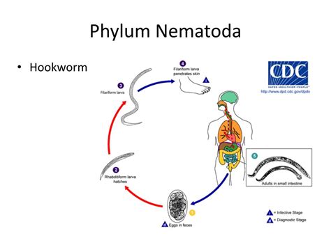Ppt Worm Phyla Powerpoint Presentation Free Download Id 4555760