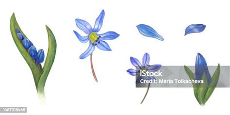 흰색 배경에 분리된 파란색 시베리카 실라의 수채화 식물 그림 초대장 디자인 패턴 카드 인사말 패키지 디자인 광고 포스터를 위한 봄 피는 꽃 0명에 대한 스톡 벡터 아트 및
