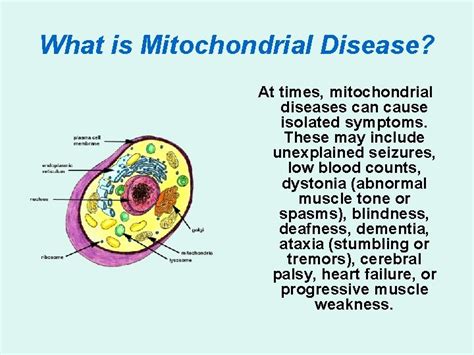 Mitochondrial Diseases The Human Mitochondrial Genome Mitochondrial