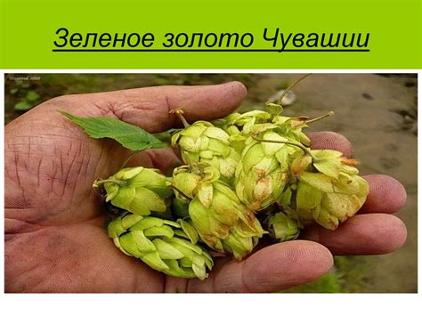 Зеленое золото Чувашии - хмель - презентация онлайн
