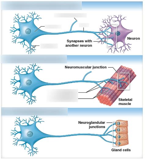 Types Of Synapse Structures Diagram Quizlet
