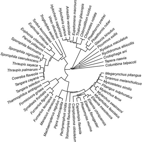 Phylogeny Of The Bird Community N 53 Species Recorded In 19