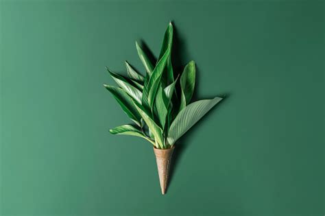 녹색 배경에 와플 콘에 열대 식물의 잎 단색 구성 자연의 창조적 인 개념 0명에 대한 스톡 사진 및 기타 이미지 0명 감정