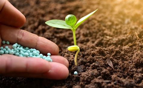 Tree Fertilization Facts Complete Tree Care