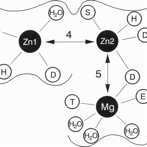 Ligand And Spacer Relationships Of Catalytic Zinc Sites In Carbonic