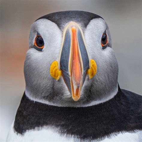 Atlantic Puffin At Newfoundland Canada Backcountry Gallery