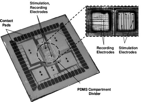 19 Assembled Compartmented Culture System The Microelectrode Array Download Scientific