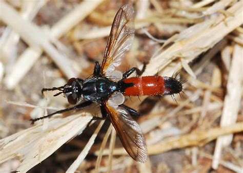 Tachinid Fly With Mostly Red Abdomen Cylindromyia Intermedia