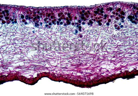 361 Imágenes Fotos De Stock Objetos En 3d Y Vectores Sobre Lichen