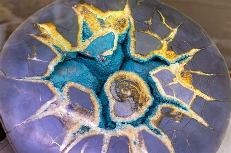 방해석 중정석 및 암모나이트 결정이 있는 격막형 콘크리트가 중앙에 가라앉습니다 별 모양의 천연 미네랄 0명에 대한 스톡 사진 및 기타 이미지 Istock