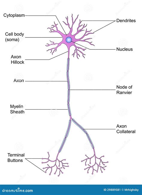 Structure Of Neuron Stock Illustration Illustration Of Myelin 29889581