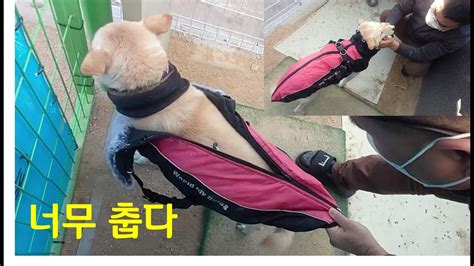공장 진돗개 수호 천사 L 밖에서 생활하는 공장개 패딩 입힌 날 L 영하 10도의 극한에서 생존하기 위해 불편하지만 공장개와 실랑이하며 패딩 입히기 L 옷 입으니 무당벌레네