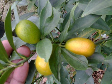 MENGENAL HAMA TANAMAN Jeruk Nagami