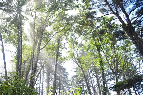 Ruby Beach WA Trees Photograph By Maalikah Hartley Pixels