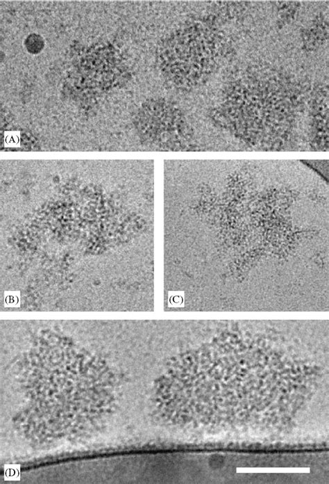 Table 1 From Casein Micelle As A Natural Nano Capsular Vehicle For Nutraceuticals Semantic Scholar