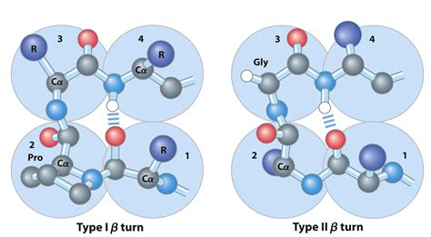 Solved In A Beta Sheet And Beta Turn Do All Amino Acids