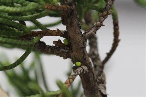 シンパクの芽摘みと剪定をしました キミのミニ盆栽生活