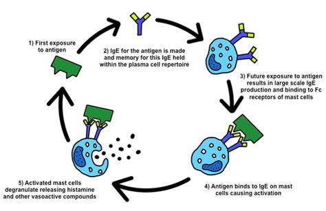 Immunology For Anaesthetists Part 2 Hypersensitivity Reactions Virtual Library