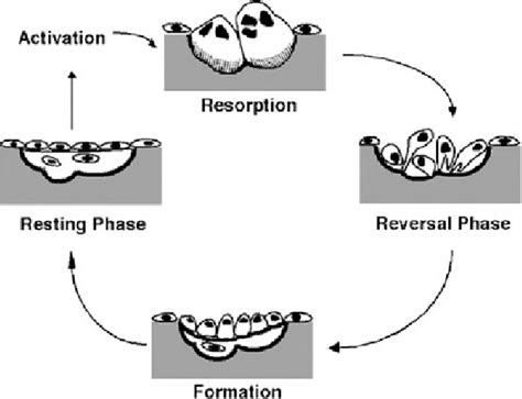Bone Remodeling Sequence Download Scientific Diagram