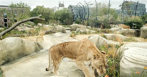 Hoe Bevalt Het De Leeuwen In Hun Nieuwe Verblijf In Artis De Verwarmde Rotsen Zijn Alvast In