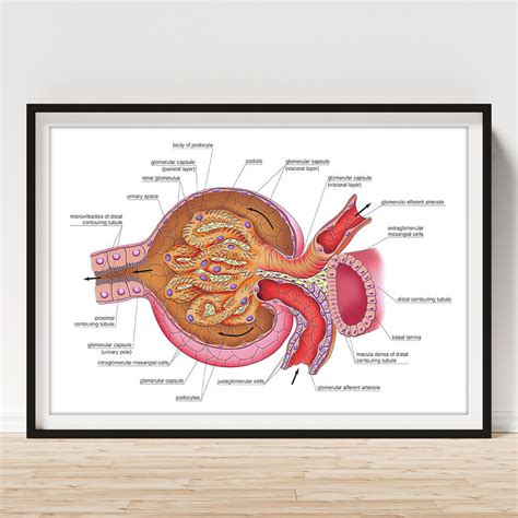 Glomerular Capsule 2 Poster By Science Photo Library Science Photo